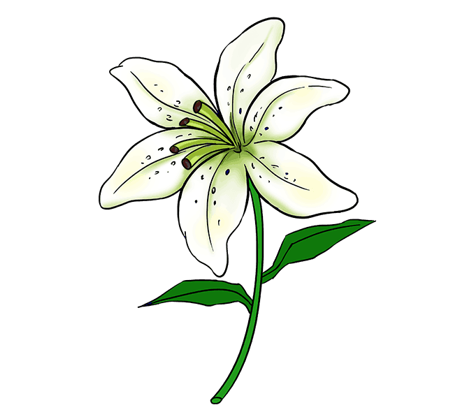 How To Draw A Lily In A Few Easy Steps Easy Drawing Guides