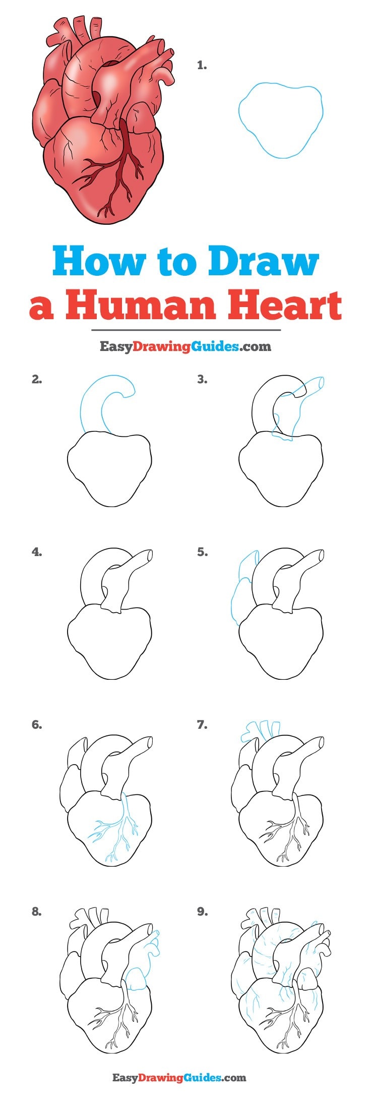 Easy Simple Human Heart Drawing Step By Step