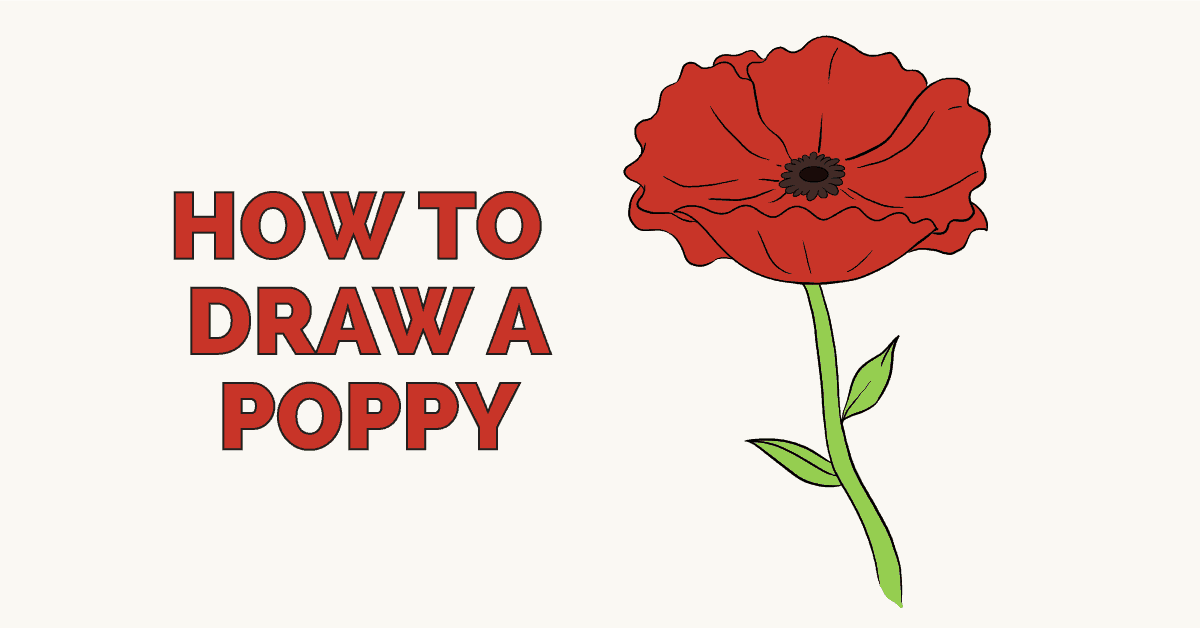How To Draw A Poppy Flower Step By Best Flower Site