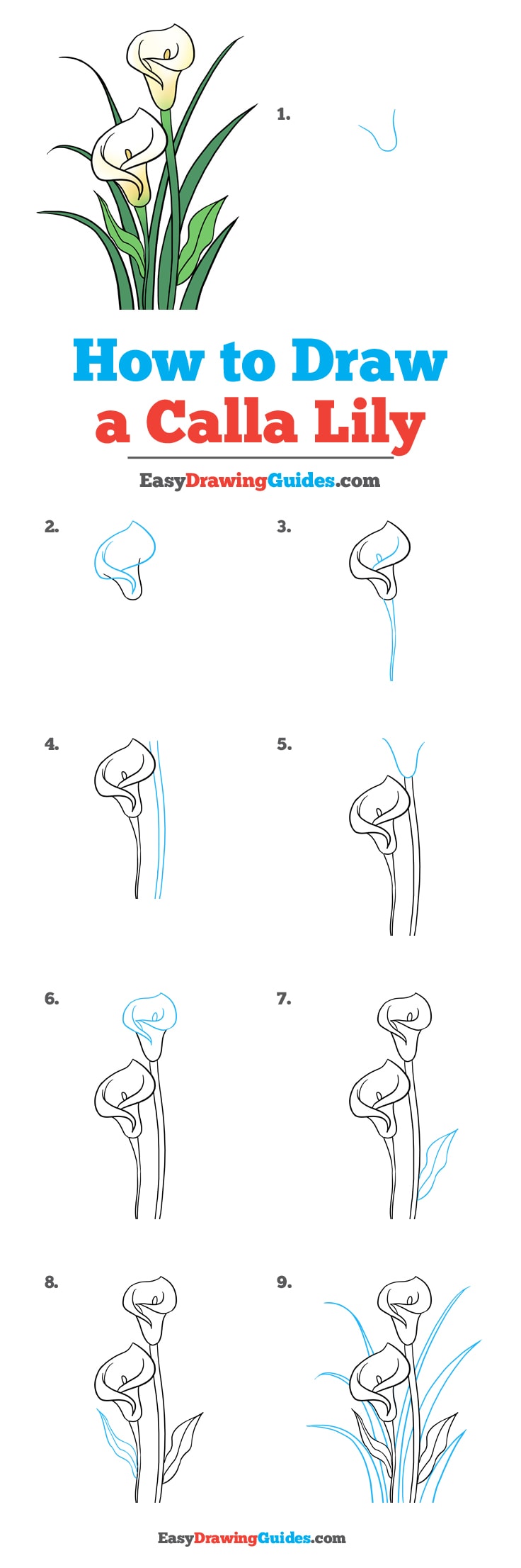 How To Draw A Calla Lily Really Easy Drawing Tutorial