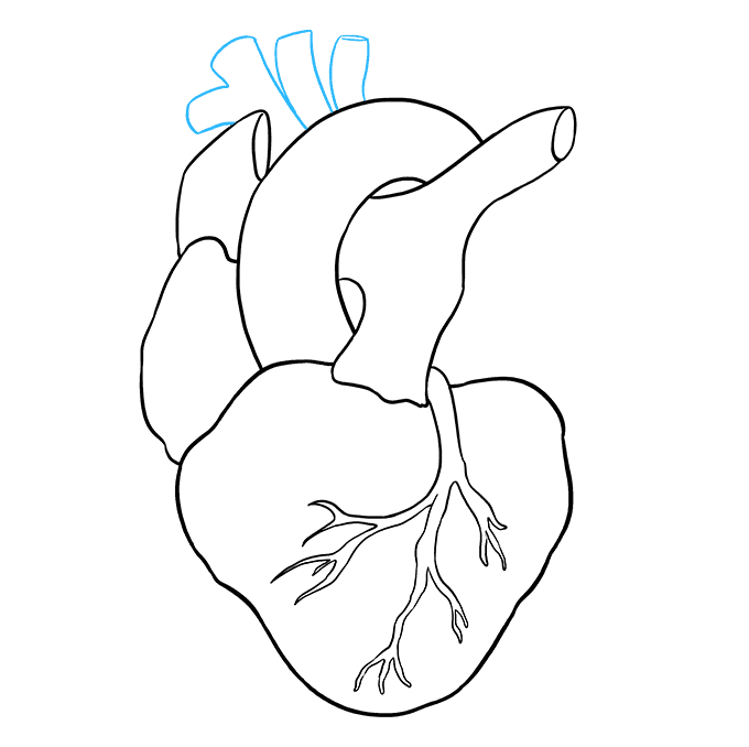 How To Draw A Human Heart Really Easy Drawing Tutorial