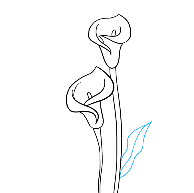 How To Draw A Calla Lily Really Easy Drawing Tutorial