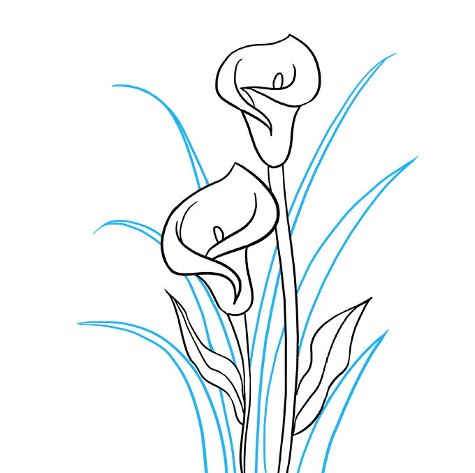 How To Draw A Calla Lily Really Easy Drawing Tutorial