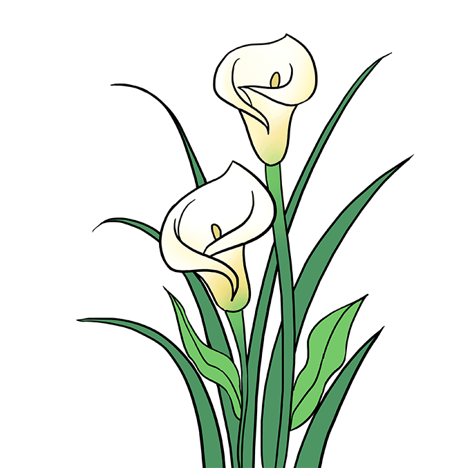 How To Draw A Calla Lily Really Easy Drawing Tutorial