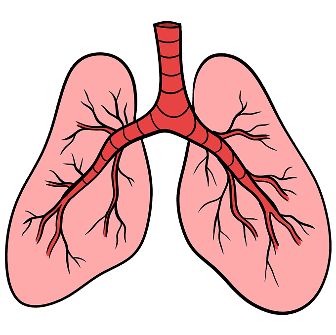 How To Draw Lungs Really Easy Drawing Tutorial How To Draw Lungs Really Easy Drawing Tutorial