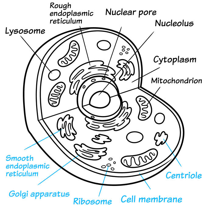 Images Of A Animal Cell Easy Drawing Rodriguez Twentone