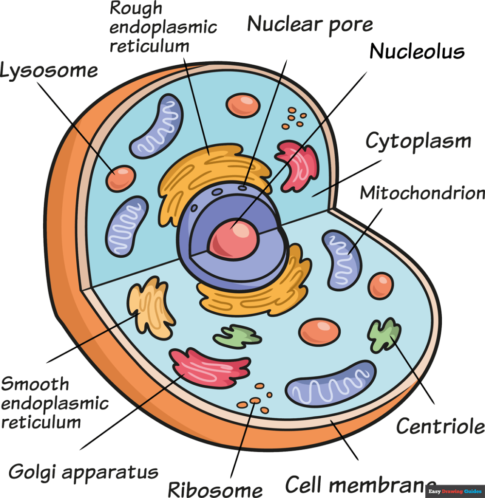 Endoplasmic Reticulum In Animal Cell Endoplasmic Reticulum In Animal Cell