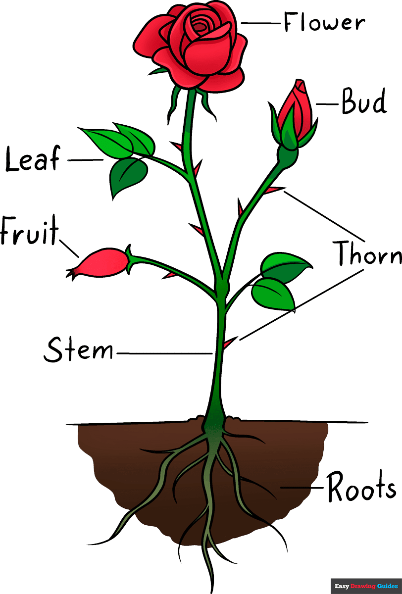 Draw And Label The Parts Of A Flower Draw And Label The Parts Of A Flower