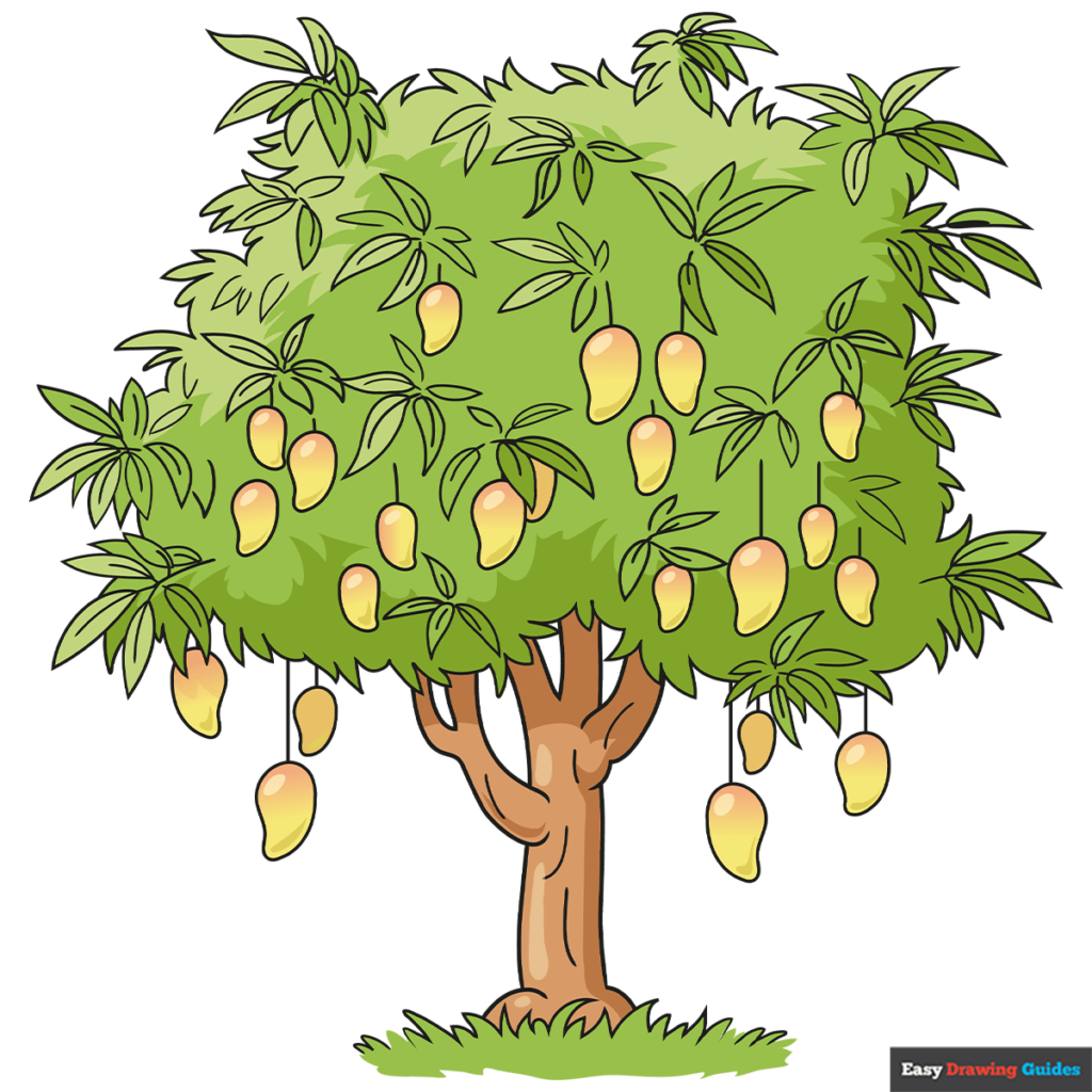 Mango Drawing For Kids Mango Drawing For Kids