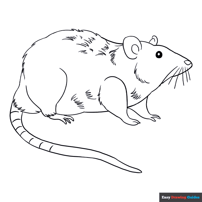 Rat Coloring Page Easy Drawing Guides Rat Coloring Page Easy Drawing Guides