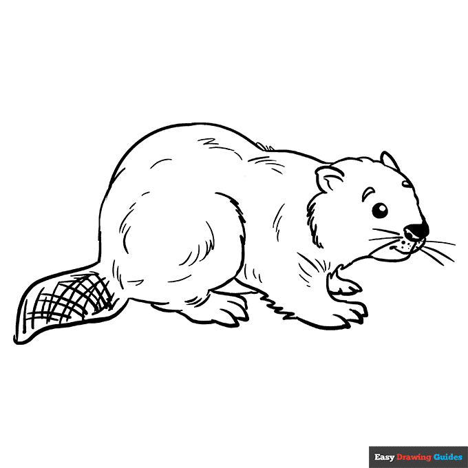 Beaver Coloring Page Easy Drawing Guides Beaver Coloring Page Easy Drawing Guides