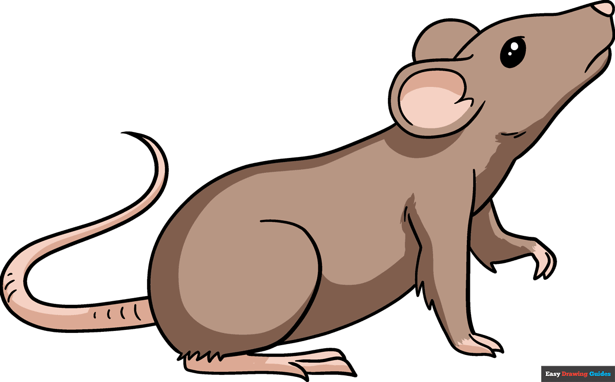 Easy Draw Cartoon Rat At Phoebe Tindal Blog