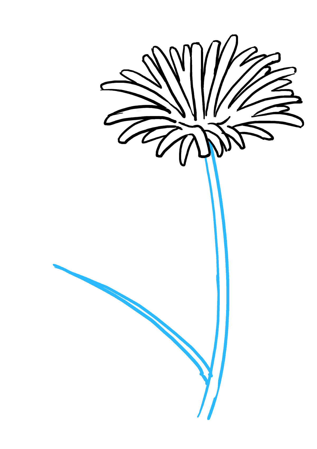 How To Draw A Dandelion Step By Step Art Drawings | Dandelion Drawing,