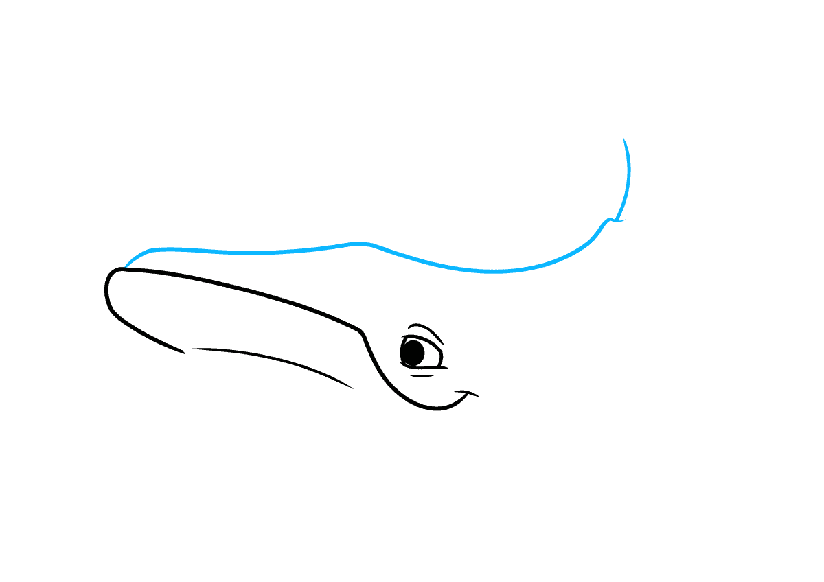How To Draw A Humpback Whale Step By Step