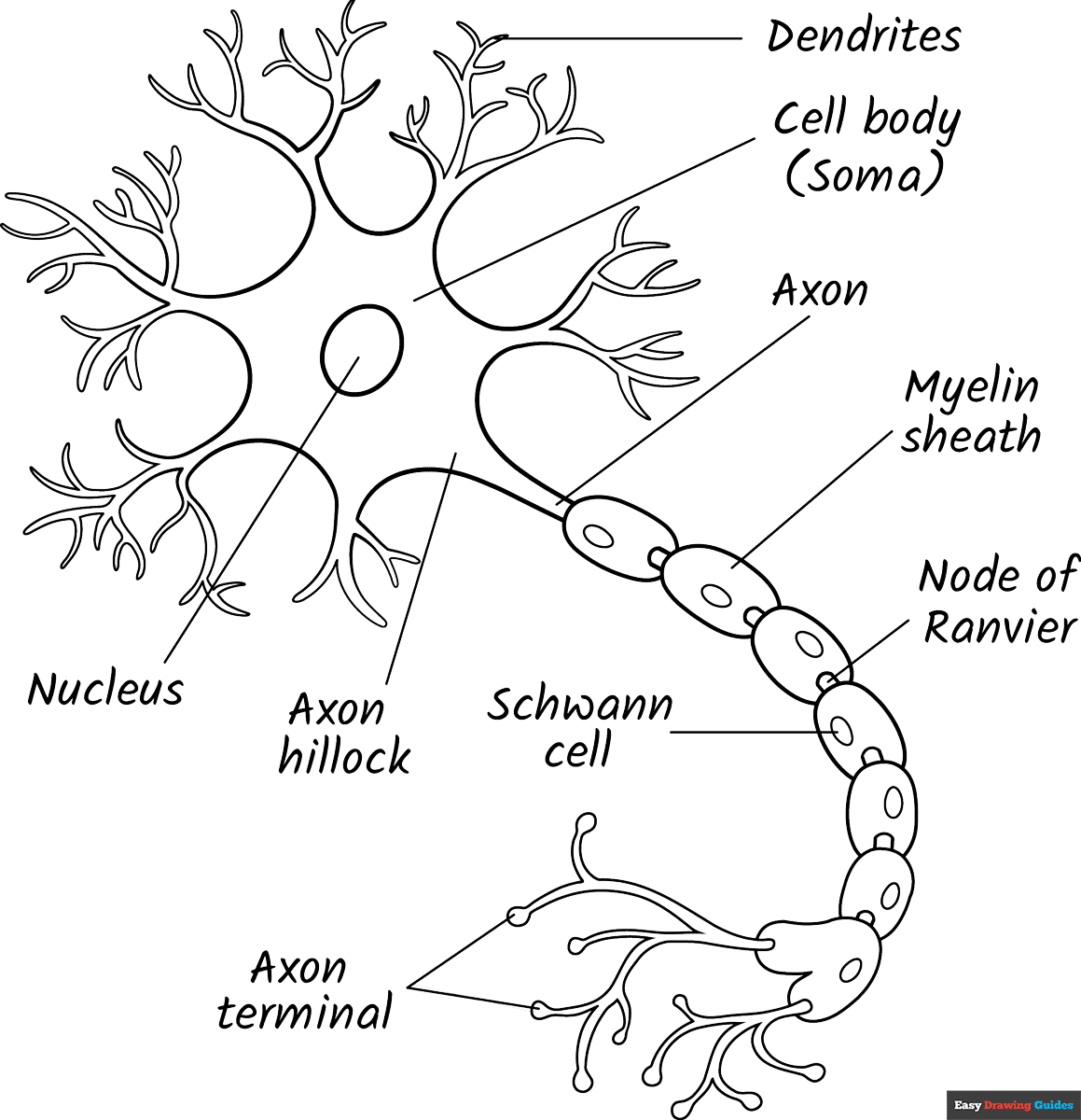 Neuron Diagram Coloring Page Easy Drawing Guides Neuron Diagram Coloring Page Easy Drawing Guides